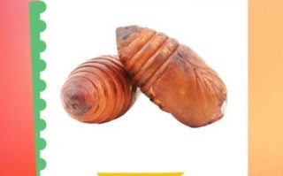 吃蚕蛹会发胖吗_蚕蛹热量高不高