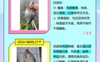 武昌鱼和鳊鱼的区别_如何一眼分辨