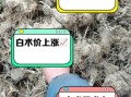 白术多少钱一克_白术价格影响因素