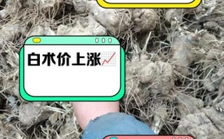 白术多少钱一克_白术价格影响因素