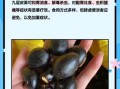 九层皮果的功效与作用_九层皮果怎么吃效果最好