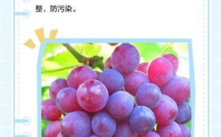 如何快速洗葡萄_葡萄怎么洗干净