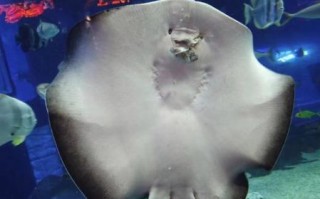 魔鬼鱼能吃吗_魔鬼鱼多少钱一斤