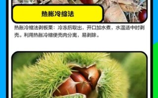新鲜板栗怎么去壳剥皮_板栗怎么去皮最快