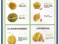 榴莲怎么做好吃_榴莲怎么挑选才甜