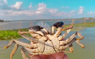 阳澄湖大闸蟹是海鲜吗_淡水蟹与海鲜区别