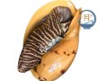 黄螺多少钱一斤_黄螺价格行情