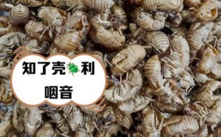 蝉蜕怎么煮_蝉蜕煮多久才有效