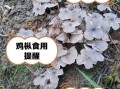 鸡枞菌图片_鸡枞菌怎么辨别真假