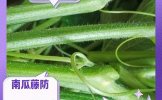 南瓜藤汁的功效与作用_南瓜藤汁可以喝吗