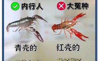 小龙虾过油和过水区别_哪个更嫩