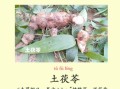 土茯苓的功效与副作用_土茯苓可以长期吃吗