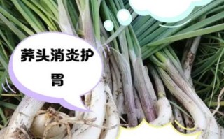 荞头发芽了还能吃吗_荞头发芽有毒吗