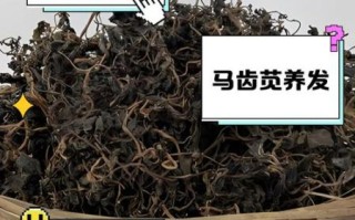 马齿苋煮水洗头白发能变黑吗_马齿苋洗头多久见效