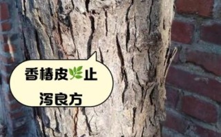 香椿树皮熬水治皮肤病有效吗_怎么用