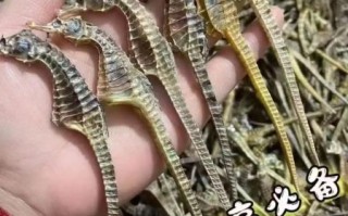 海龙的功效与作用价格_海龙多少钱一克