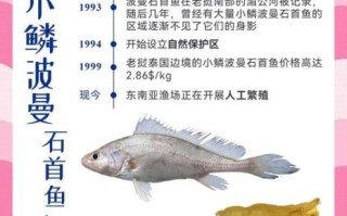 黄唇鱼鳔多少钱一斤_黄唇鱼鳔有什么功效