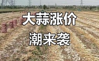 金乡大蒜今日价格_金乡大蒜行情为何波动
