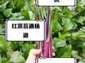 红菜苔怎么炒好吃_红菜苔的营养价值
