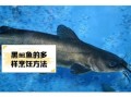 黑鮰鱼图片_黑鮰鱼长什么样