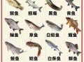 鱼的种类有哪些图片_如何快速识别常见淡水鱼