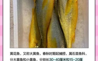 黄花鱼是海鱼还是淡水鱼_黄花鱼生活在哪里