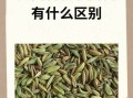 茴香菜和小茴香是一种东西吗_茴香菜和小茴香的区别
