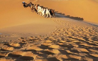 骆驼图片怎么拍_沙漠骆驼高清壁纸哪里找