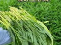 空心菜是万毒之王吗_空心菜重金属超标真相