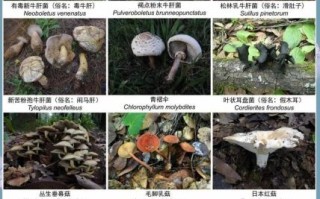 野生蘑菇的种类图片及名称大全_如何辨别可食用与毒蘑菇