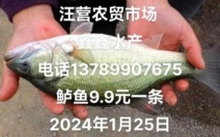 2020年鲈鱼多少钱一斤_鲈鱼价格走势