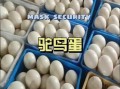 鸵鸟蛋多少钱一个_鸵鸟蛋价格为什么差别大