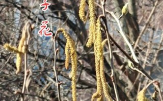 榛子树图片_如何辨别雌雄花