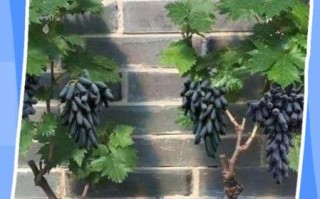 树葡萄怎么种_树葡萄种植方法
