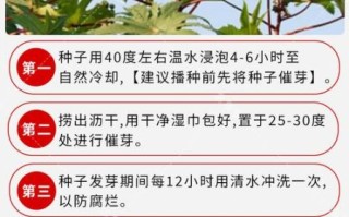 蓖麻图片怎么识别_蓖麻种子长什么样