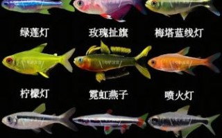 热带观赏鱼有哪些品种_如何挑选小型观赏鱼