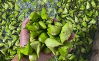 菱角的价格多少钱一斤_菱角怎么挑选才新鲜