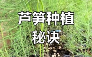 芦笋种植后多久能采收_芦笋几年可以收获