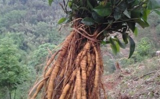 牛大力功效与作用_牛大力禁忌人群