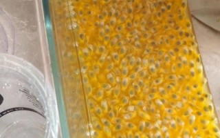 百香果汁怎么做_百香果汁的做法和配方