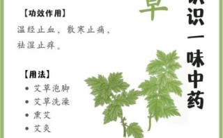 艾叶的功效与作用及食用方法_艾叶怎么吃最好