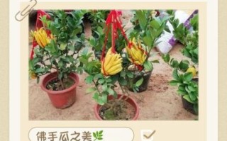 佛手瓜怎么种_佛手瓜种植方法步骤