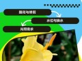 黄姜花怎么养_黄姜花什么时候开花