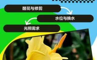 黄姜花怎么养_黄姜花什么时候开花 黄姜花怎么养_黄姜花什么时候开花