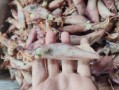 海兔价格多少一斤_海兔多少钱一斤