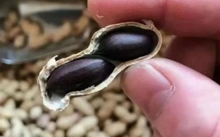 黑皮花生和红皮花生哪个好_营养价值对比