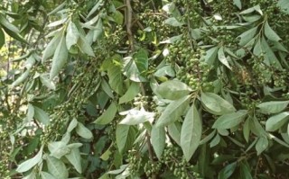 山胡椒树怎么种_山胡椒树几年结果