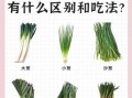 大葱图片大图_如何挑选新鲜大葱