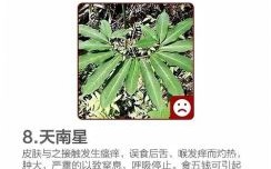 哪些野菜可以吃_如何辨别有毒野菜