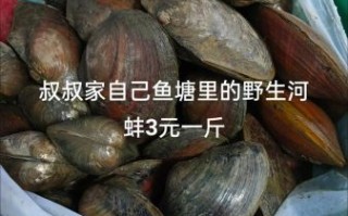 河蚌多少钱一斤_河蚌价格为什么差异大